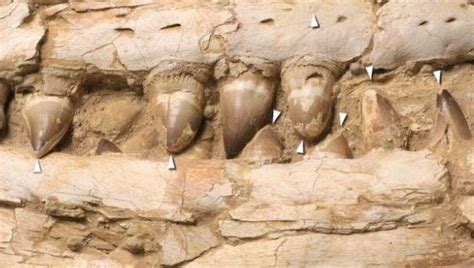 ‘sea Monsters Were Real Millions Of Years Ago New Fossils Tell About