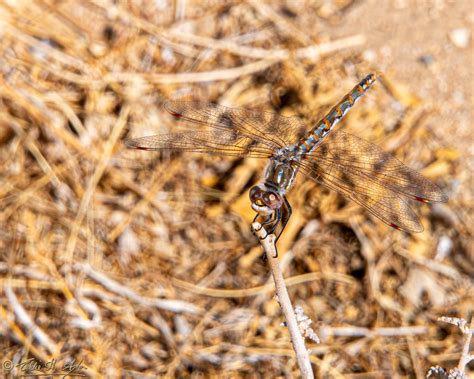 Dragonfly In Repose Backcountry Gallery Photography Forums