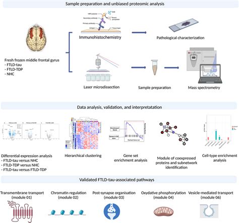 Overview Of The Workflow Tissue Sections Of Fresh Frozen Medial