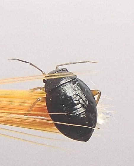 Bug Nymph Bugguide Net