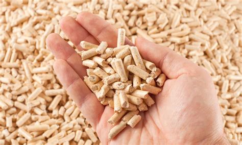 Jenis Jenis Pelet Ikan Terbaik Untuk Memulai Usaha