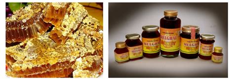 Apiculture Cultivation Opportunities In Rajasthan