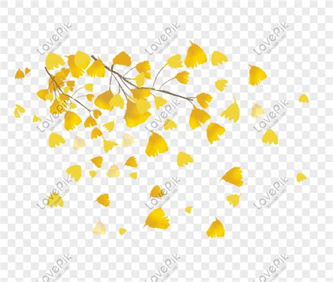 가을 은행 나무 잎 그림 Png 일러스트 무료 다운로드 Lovepik