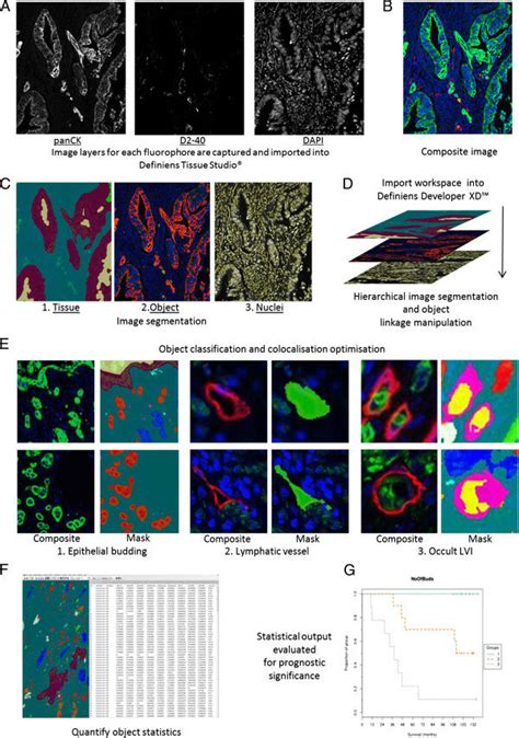 image analysis pipeline for histopathological feature quantification