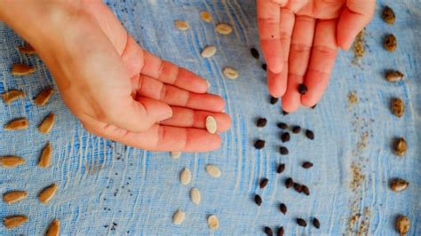 САМЫЙ ТОЧНЫЙ ПОСЕВНОЙ КАЛЕНДАРЬ НА 2022 ГОД Youtube