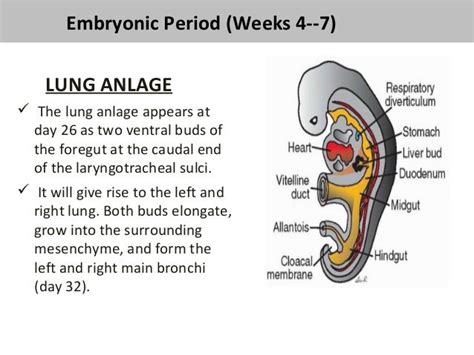 Development Of Lung