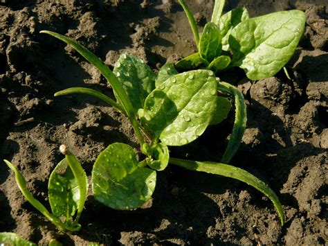 Spinach Seedling Canva Backbone Valley Nursery