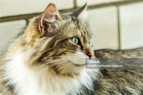 녹색 눈과 긴 모피와 아름다운 세 가지 색상의 고양이의 초상화는 당신을보고 애무를 기다리고 있습니다 가까이 소프트 포커스 0명에 대한 스톡 사진 및 기타 이미지 Istock