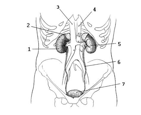Urinary System Diagram Diagram Quizlet