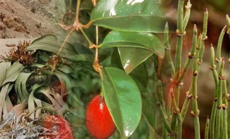 Gnetophyta Gnetophytes Naturalgreen