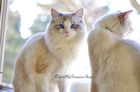 King Darrick Ca Usa My Champion Heart Ragdolls