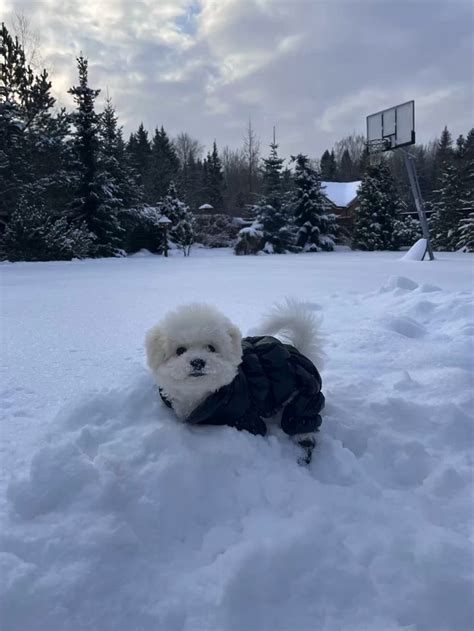 Бишон фризе собака в комбинезоне в 2025 г Бишон фризе Бишон Собаки