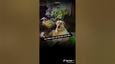 එයාගේ ආදරේ බලන්නකෝ🤩🤩 ️ ️ Youtube