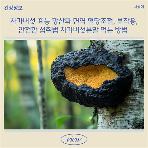 차가버섯 효능 항산화 면역 혈당조절 부작용안전한 섭취법 차가버섯분말 먹는 방법