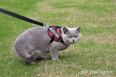 英短猫的“遗弃率”为何居高不下？原因太真实了！ 知乎