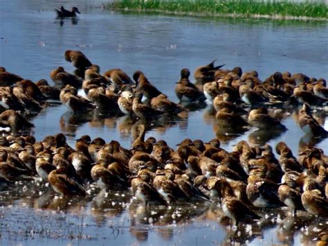 ตื่นตา ฝูง “นกเป็ดลาย” นับพันตัว ที่ทุ่งสามร้อยยอด ประจวบฯ