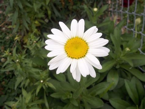 Davy S Louisiana Gardening Blog The Wonderful Shasta Daisy