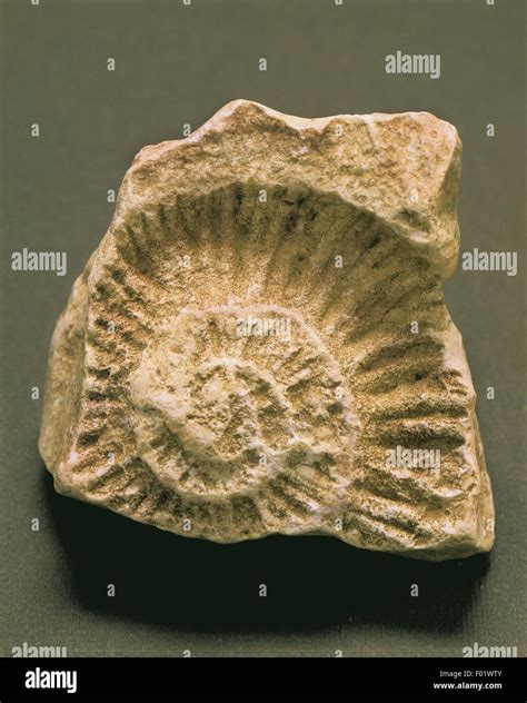 Echinoidea Fossil