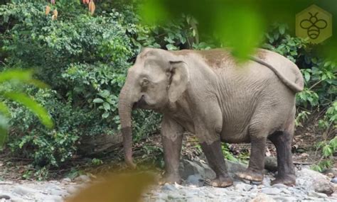 Borneo Elephant The Gentle Giants Of The Rainforest