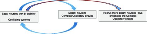 The Following Diagram Shows The Active Dynamic Nature Of Epileptogenic