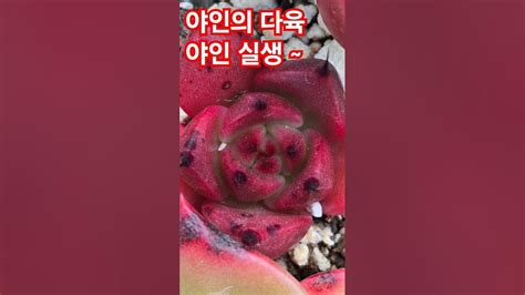 행복 가득한 금요일 되세요 ~ 이찬원 파종이 실생 다육 다유기 다육이 다육식물 반려식물 다육판매 다육이판매 다육이키우기 다육인스타그램 매혹이 청주