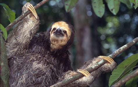 Three Toed Sloth Digital Adoption Wwf Canada