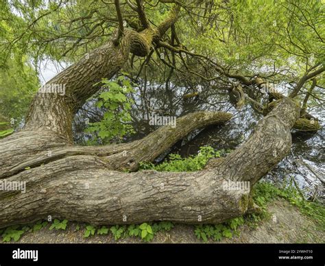 White Willow Tree Salix Alba Very Old Tree Which Has Fallen Over And