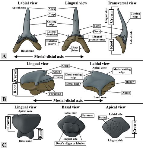 Main Terminology For Elasmobranchs Dental Description Adapted From Download Scientific