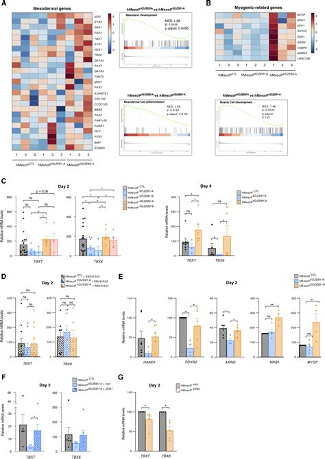 The Mesodermal And Myogenic Specification Of Hescs Depend On Zeb1 And Are Inhibited By Zeb2