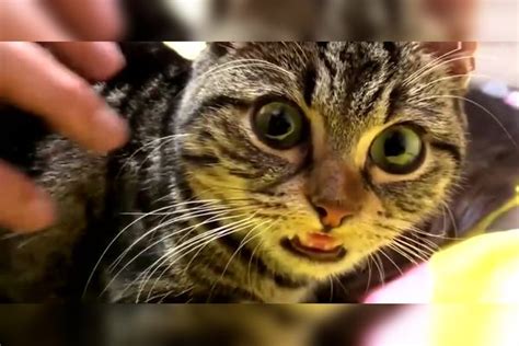 乖巧易推倒的猫咪一脸呆萌刚刚发生了什么事 猫咪