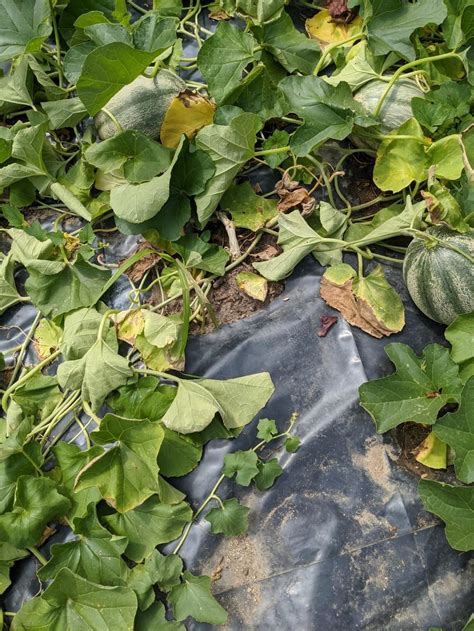 Cantaloupe Plants Wilting Leaves Dying Looking For A Cause In The
