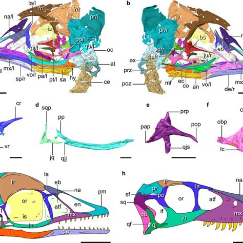Pdf Cretaceous Bird With Dinosaur Skull Sheds Light On Avian Cranial Evolution