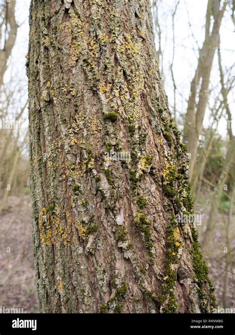 In Depth Definition Of Tree Bark With Lichen Stock Photo Alamy