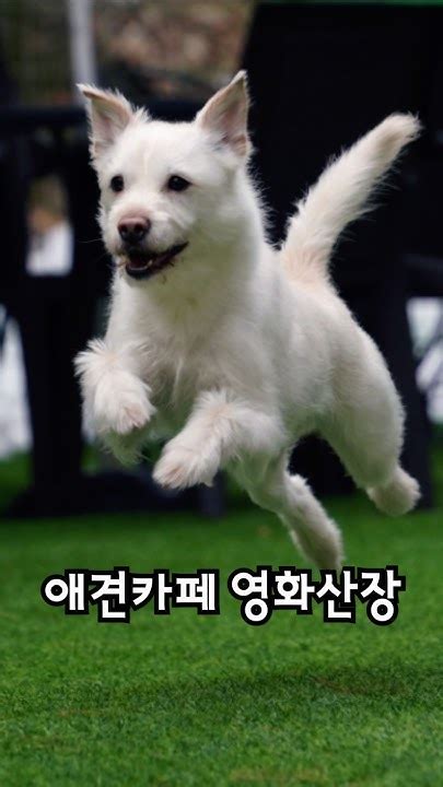 애견카페 영화산장 도장깨기 Youtube