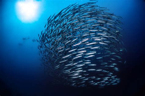 Machine Learning Particle Swarm Optimization PSO And Twitter