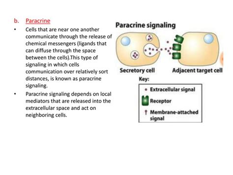 Intercellular Signalling Pathways Pptx Endocrine And Metabolic