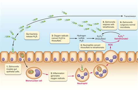 Oxygen Serves As The Terminal Electron Acceptor In Fetife