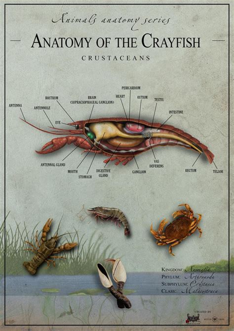 Crayfish Anatomy
