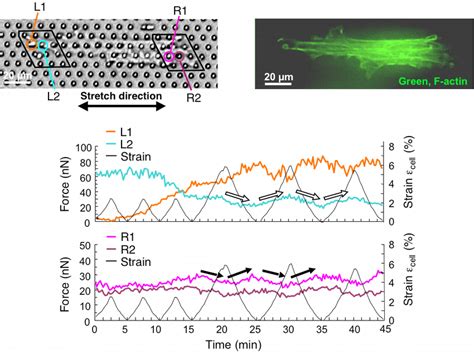 An Example Of An Smc On The Elastic Micropillar Substrate Just After Download Scientific