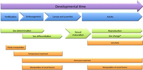 Sex Control In Fish Approaches Challenges And Opportunities For Aquaculture Sex Control In Fish Approaches Challenges And Opportunities For Aquaculture