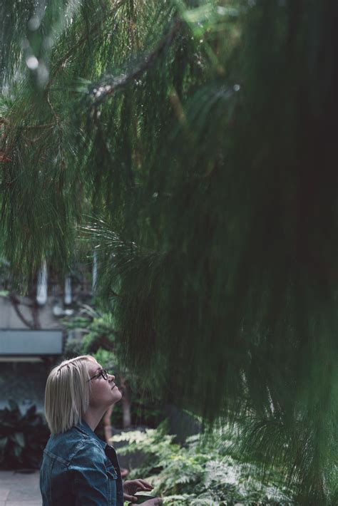 무료 이미지 나무 초목 녹색 자연 환 경 밀림 열대 우림 식물학 잎 오래된 성장의 숲 우디 식물 분기