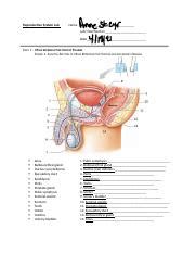 Reproductive System Worksheet Copy Docx Reproductive System Lab Name Lab Time Section Date