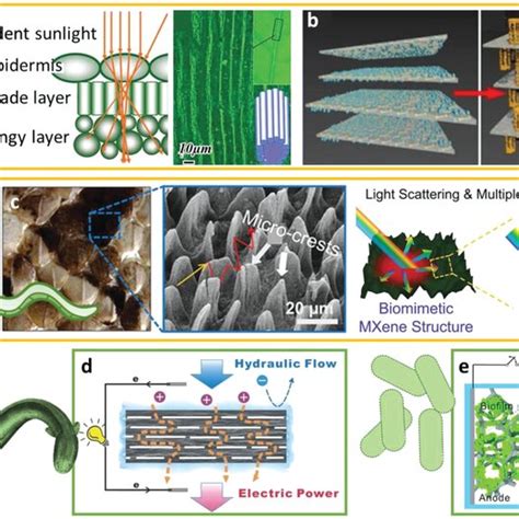 Water Repellence Of A Lotus Leaf A Sem Image Of The Microstructure Of Download Scientific