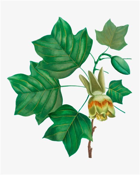 Tulip Tree Branch Download Free Vectors Clipart Graphics And Vector Art