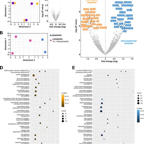 Transcriptomic Profile And Functional Enrichment Analysis Of