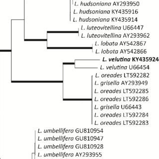 Phylogenetic Trees Inferred By Maximum Likelihood Raxml Using Its
