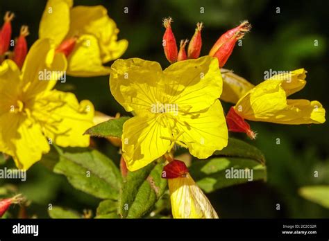 Oenothera Pilosella Yella Fella Hi Res Stock Photography And Images Alamy