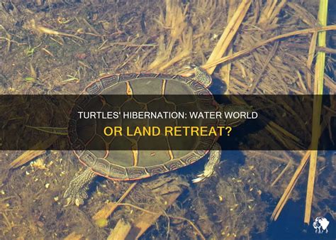 Turtles Hibernation Water World Or Land Retreat Petshun