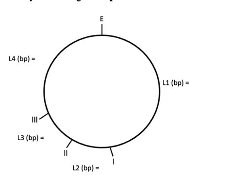 Solved Your Goal Is To Clone Dna Fragments Into An