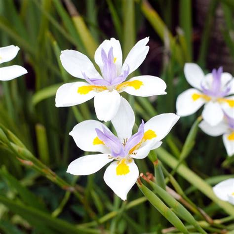 African Iris Dietes Iridioides My Garden Life